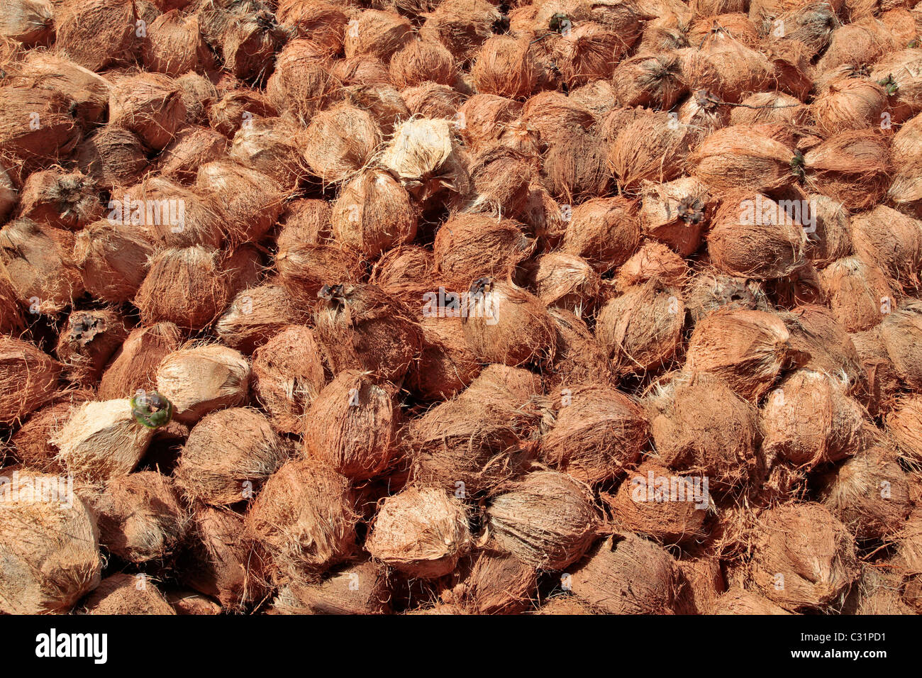 PILE OF SHELLED COCONUTS ON A PLANTATION, BANG SAPHAN, THAILAND, ASIA ...