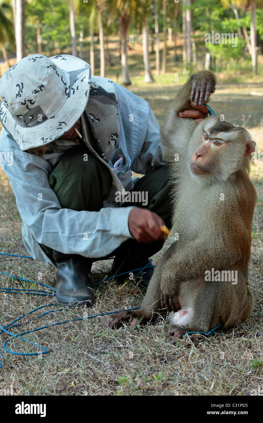 Ape delousing hi-res stock photography and images - Alamy