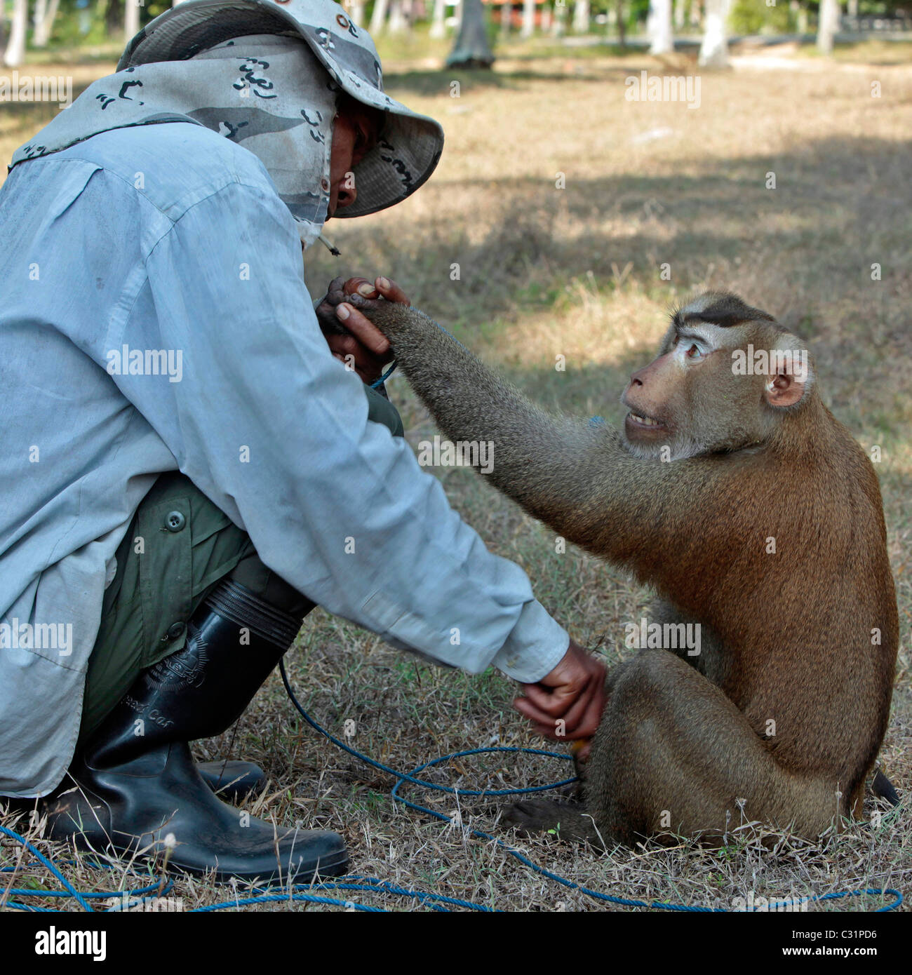 Monkey trained to climb the coconut trees and gather coconuts hi-res ...