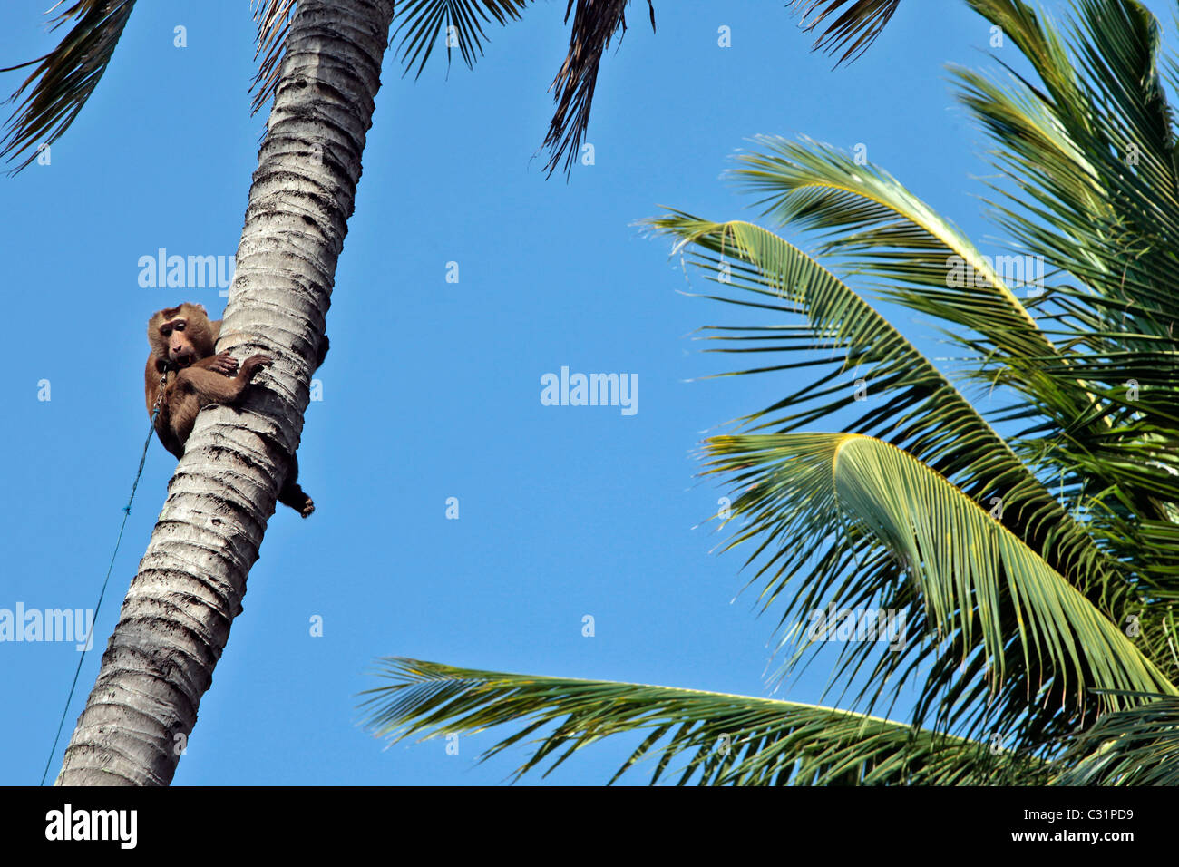 Trained Monkey Coconut High Resolution Stock Photography and Images - Alamy