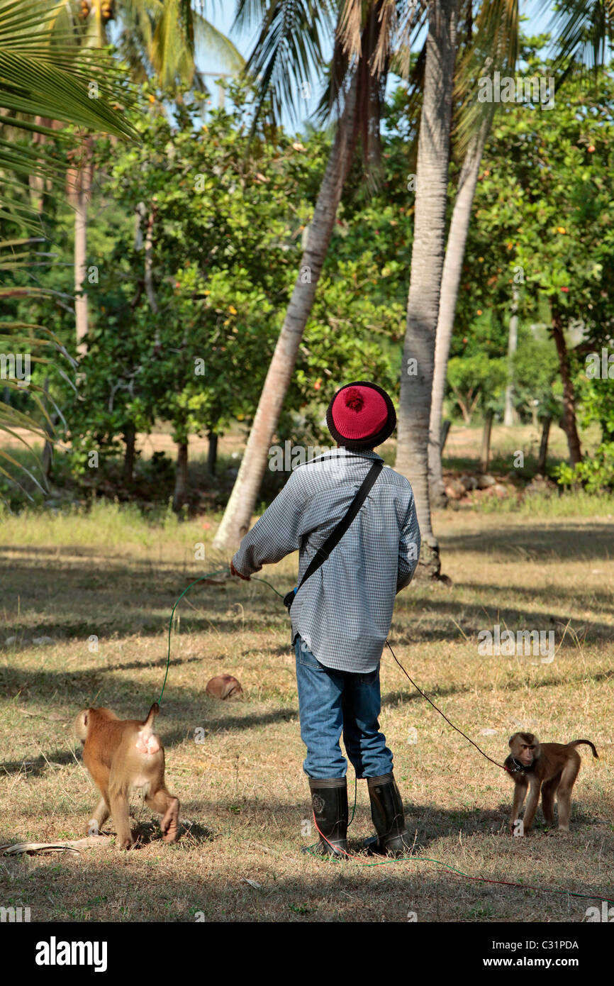 WORKMEN WITH MONKEYS TRAINED TO CLIMB COCONUT TREES TO GATHER THE FRUIT ...