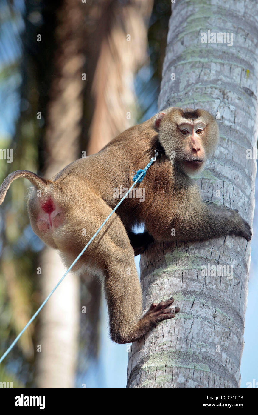 MONKEY TRAINED TO CLIMB COCONUT TREES TO GATHER THE FRUIT, BANG SAPHAN ...