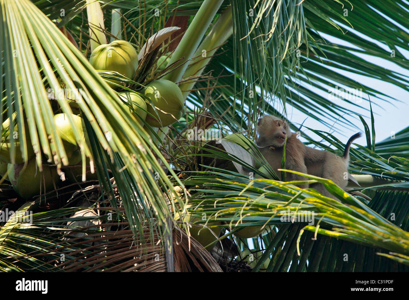 MONKEY TRAINED TO CLIMB COCONUT TREES TO GATHER THE FRUIT, BANG SAPHAN ...