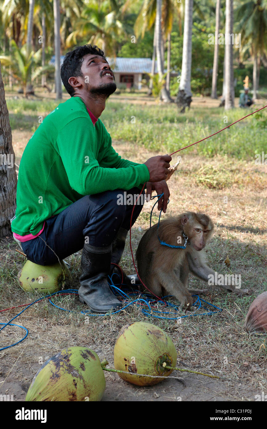 WORKMAN AND A MACAQUE MONKEY TRAINED TO CLIMB COCONUT TREES TO GATHER ...