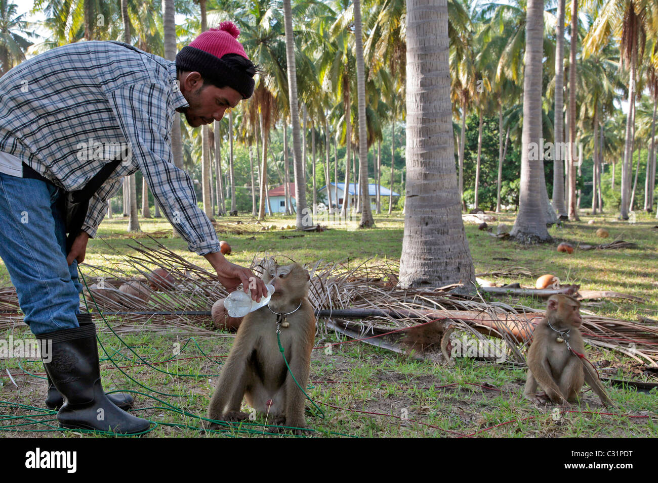 Coconut gathering monkey hi-res stock photography and images - Alamy