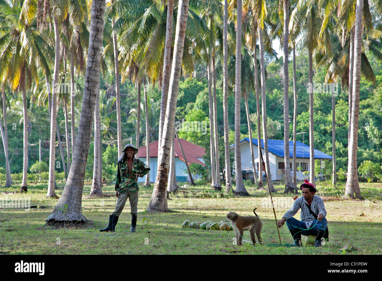 WORKMEN WITH MONKEYS TRAINED TO CLIMB COCONUT TREES TO GATHER THE FRUIT ...