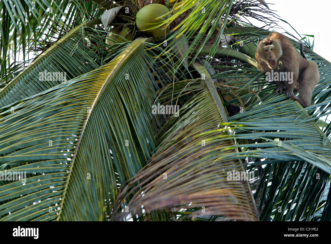 Trained monkey coconut hi-res stock photography and images - Alamy