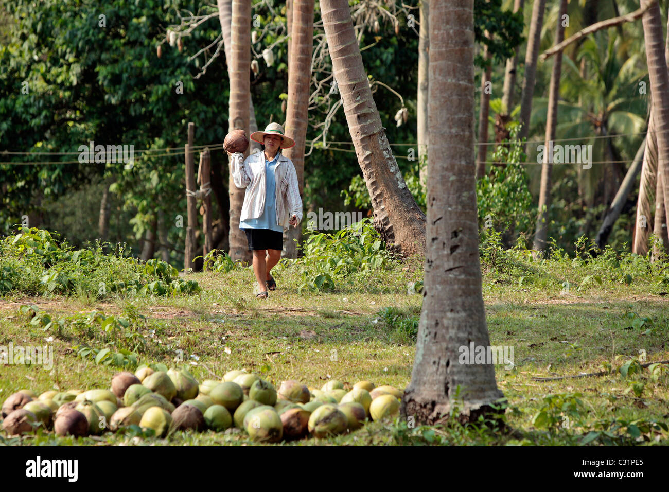 A WOMAN AT WORK, COLLECTING COCONUTS ON A PLANTATION, BANG SAPHAN ...