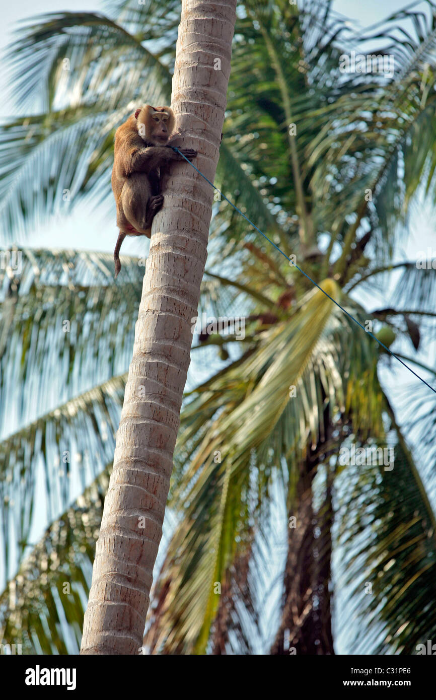 MONKEY TRAINED TO CLIMB COCONUT TREES TO GATHER THE FRUIT, BANG SAPHAN ...