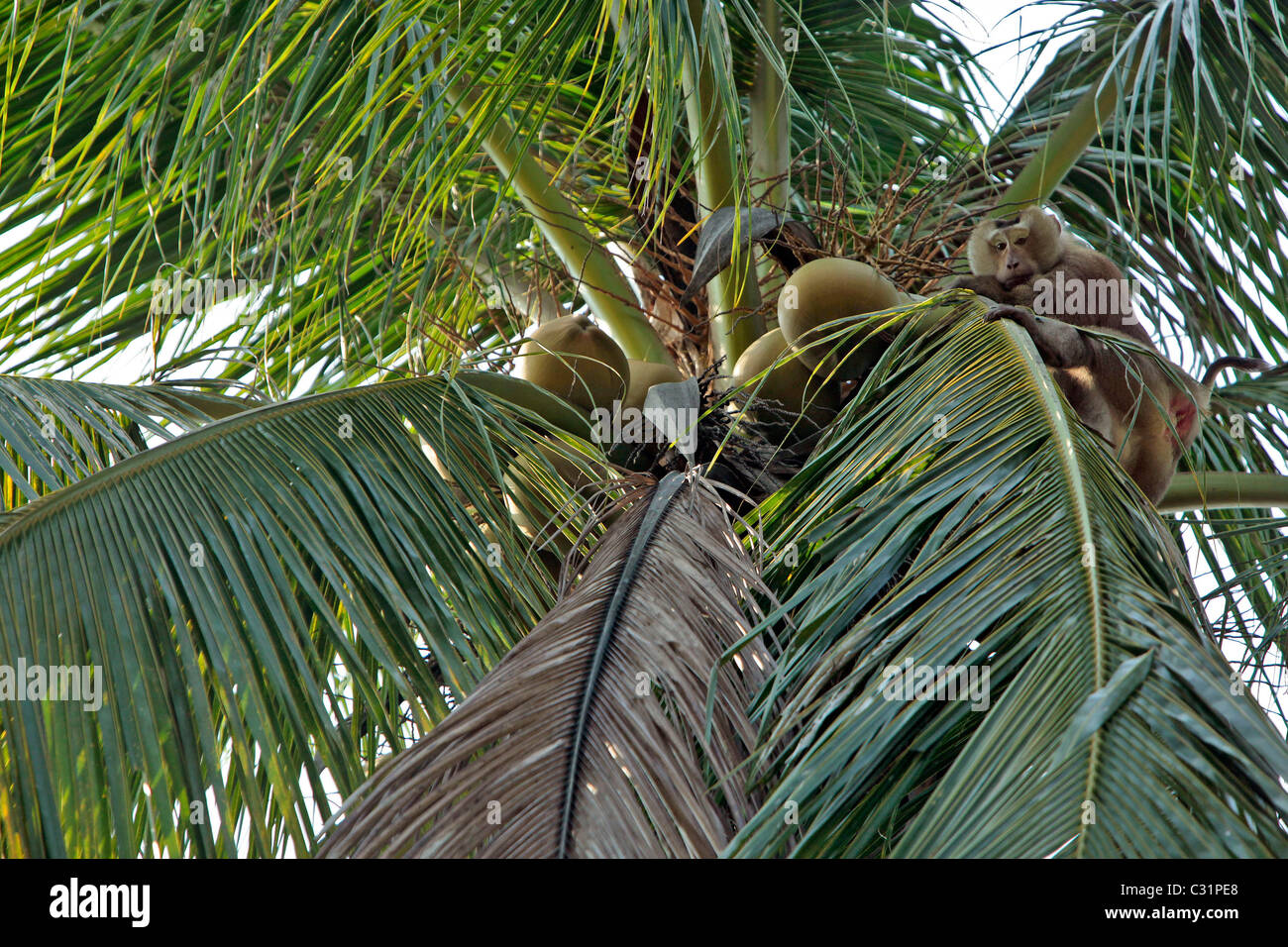 MONKEY IN A COCONUT TREE, COCONUT HARVEST, BANG SAPHAN, THAILAND Stock ...