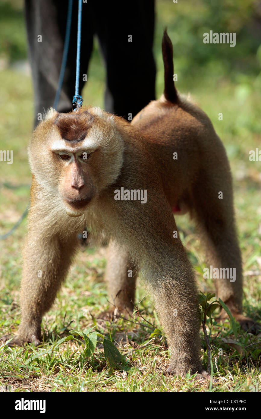 Trained Monkey Coconut High Resolution Stock Photography and Images - Alamy
