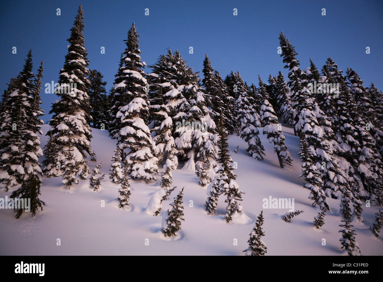 Pine trees shrouded in snow glow in the twilight above Paradise, Mount ...