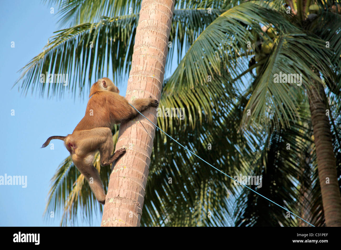 Trained monkey coconut hi-res stock photography and images - Alamy