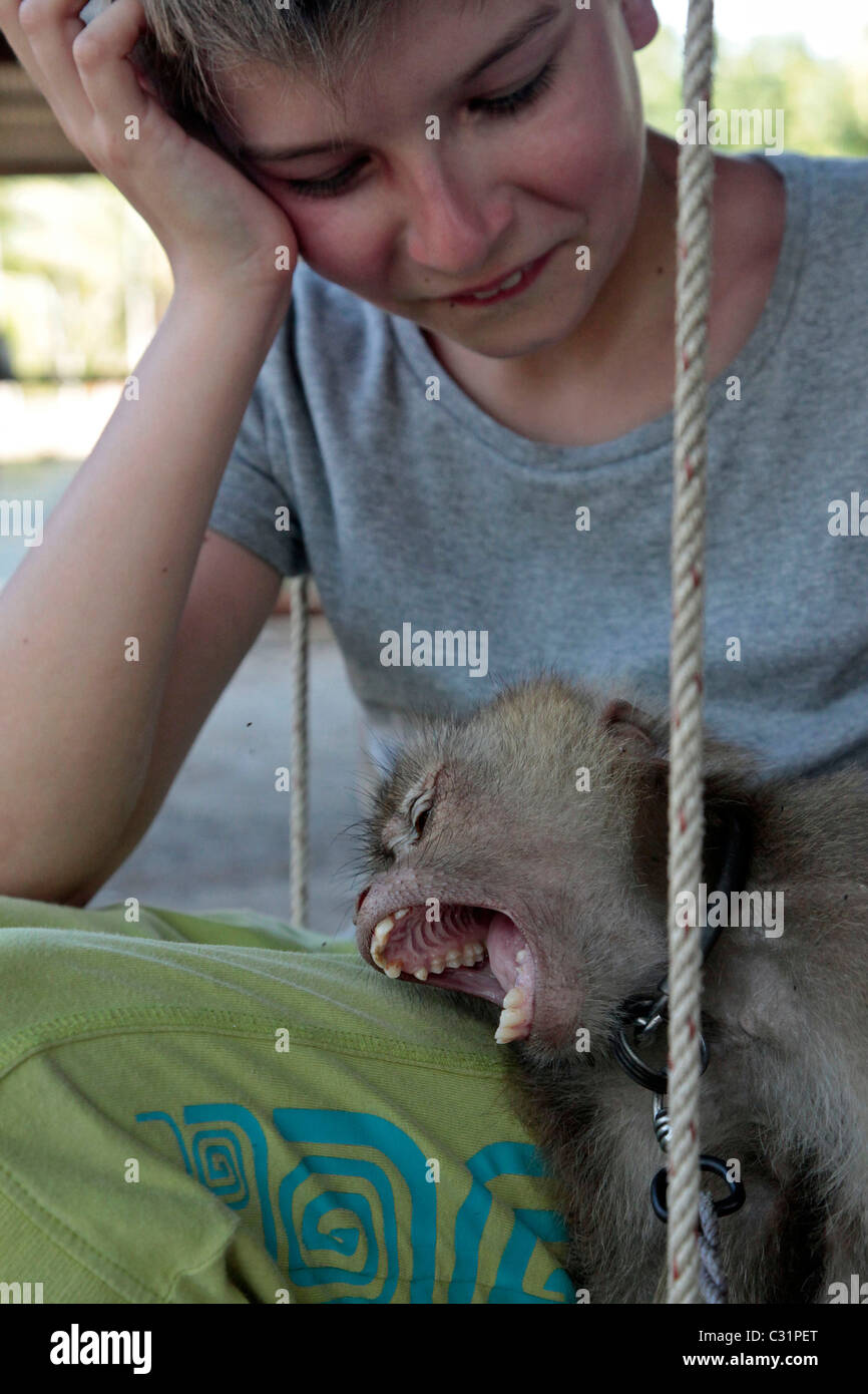 THE CHILD OF A TOURIST AND A MACAQUE MONKEY TRAINED TO CLIMB COCONUT ...