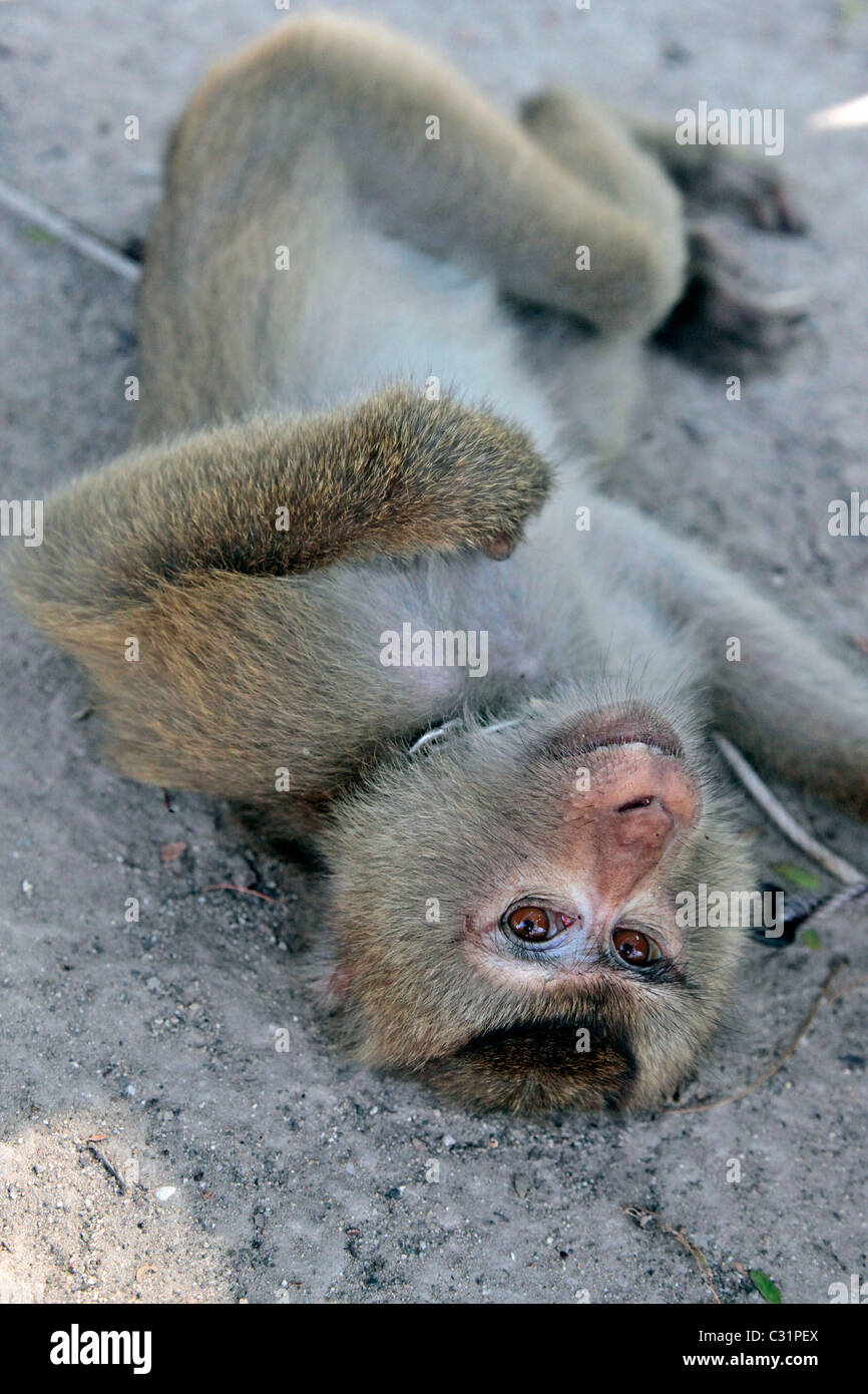 MACAQUE MONKEY TRAINED TO CLIMB COCONUT TREES TO GATHER THE FRUIT, BANG ...