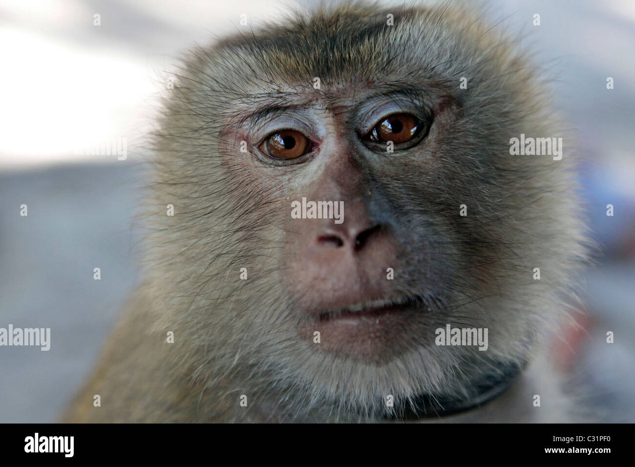 MACAQUE MONKEY TRAINED TO CLIMB COCONUT TREES TO GATHER THE FRUIT, BANG ...