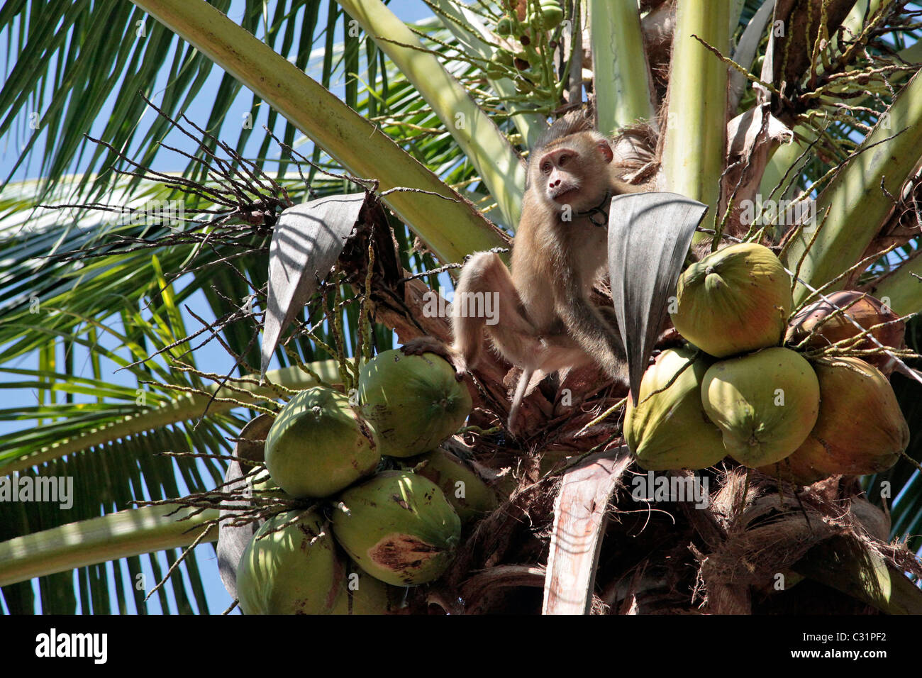 MONKEY TRAINED TO CLIMB COCONUT TREES TO GATHER THE FRUIT, BANG SAPHAN ...