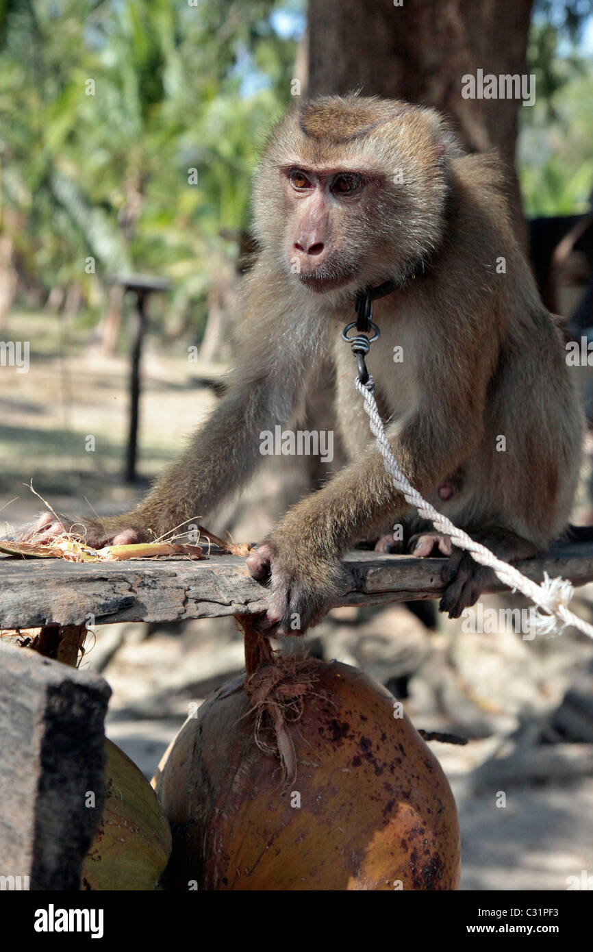 MACAQUE MONKEY TRAINED TO CLIMB COCONUT TREES TO GATHER THE FRUIT, BANG ...