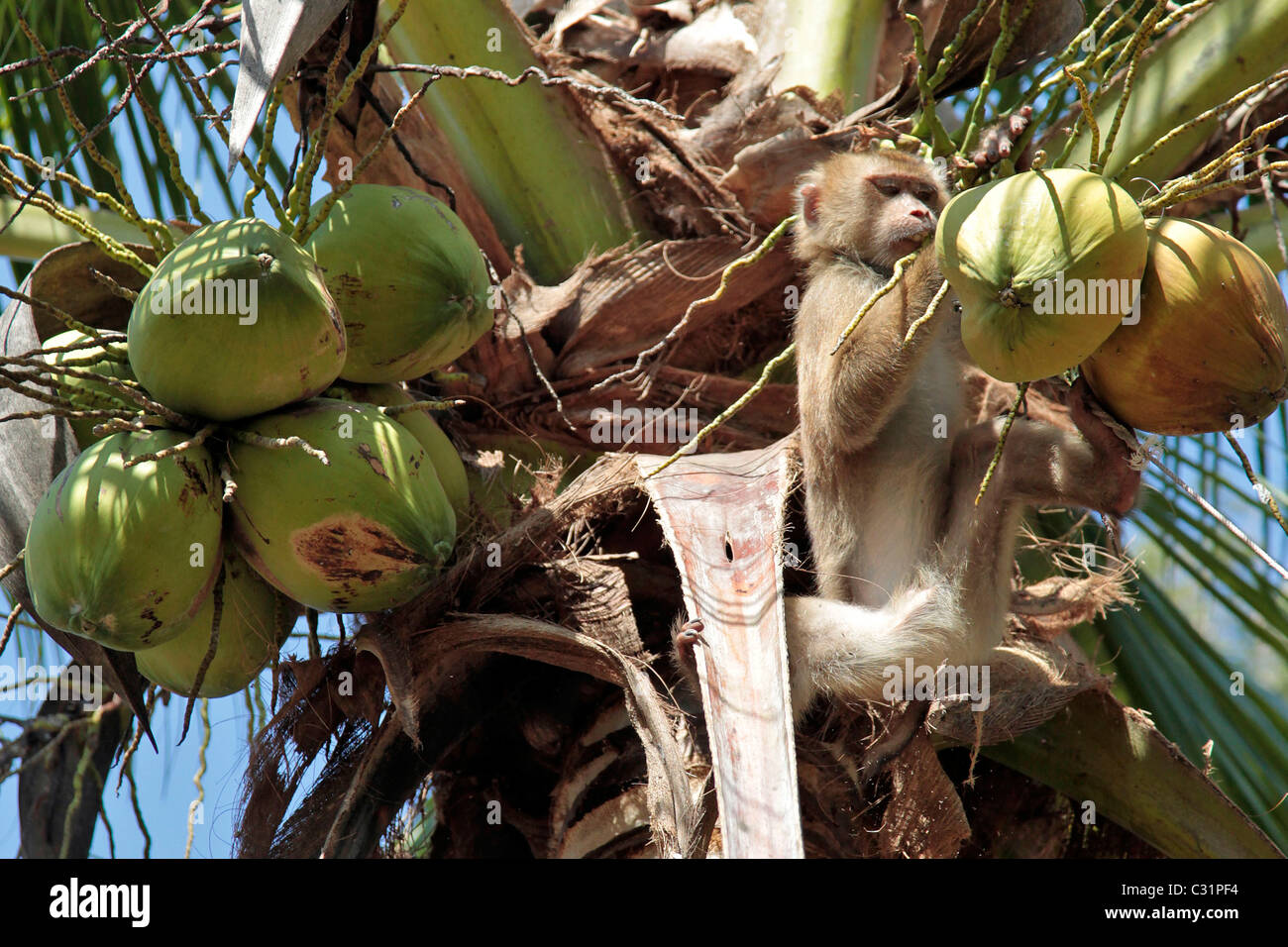 MONKEY TRAINED TO CLIMB COCONUT TREES TO GATHER THE FRUIT, BANG SAPHAN ...
