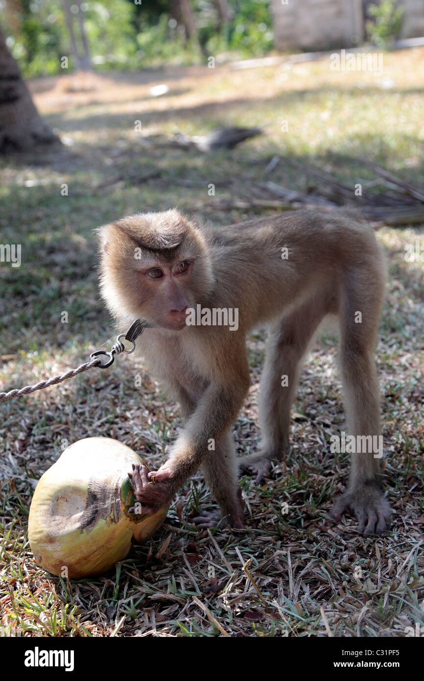 MACAQUE MONKEY TRAINED TO CLIMB COCONUT TREES TO GATHER THE FRUIT, BANG ...