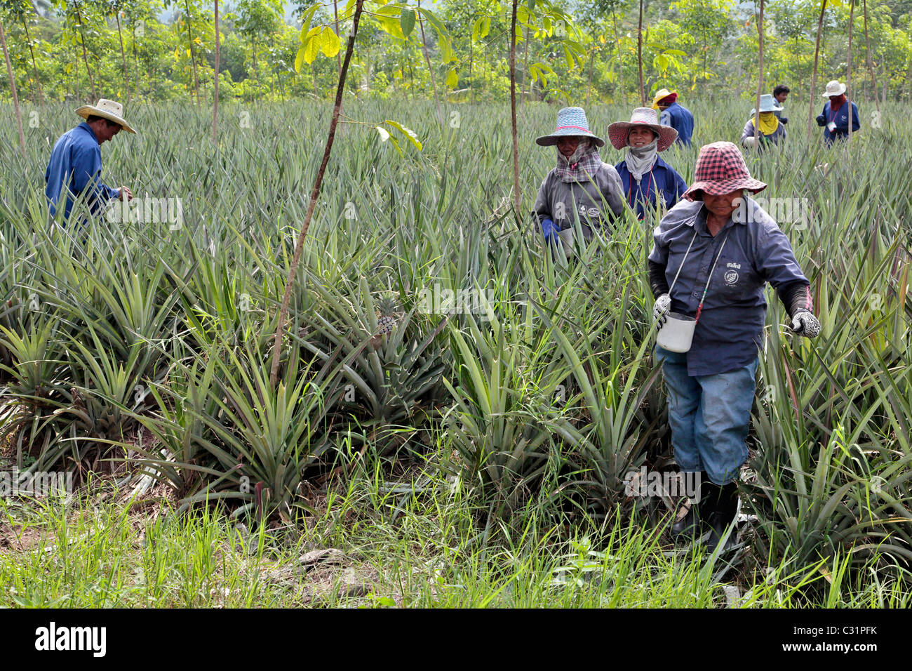 TREATING A PINEAPPLE CROP WITH A SULFUR-BASED FERTILIZER THAT ...