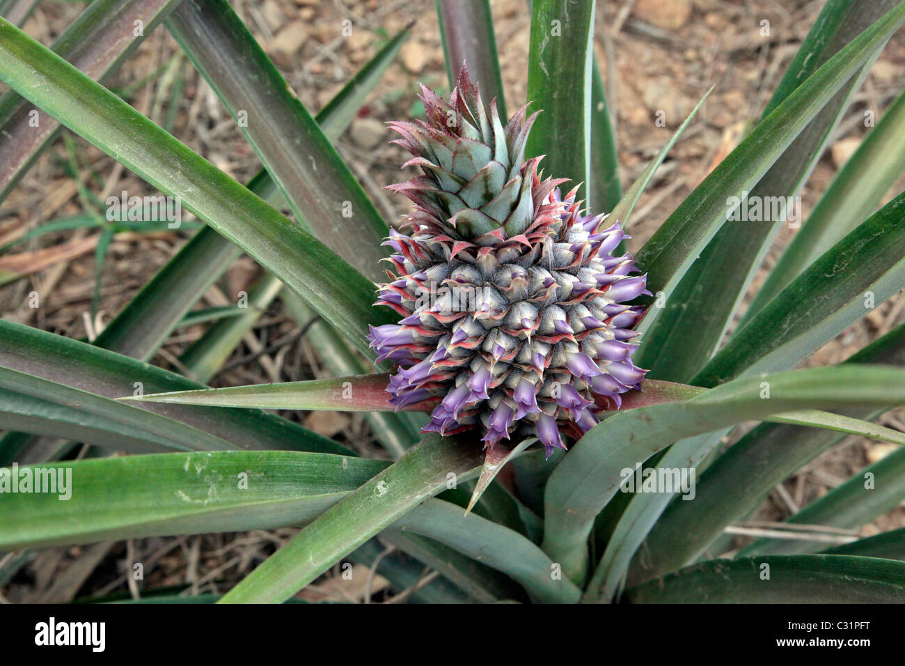 FLOWERING PINEAPPLE PLANTS, FARMING IN THE REGION OF BEN SAPHAN ...