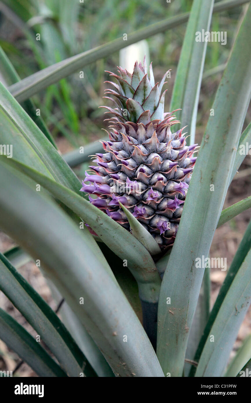 FLOWERING PINEAPPLE PLANTS, FARMING IN THE REGION OF BEN SAPHAN ...