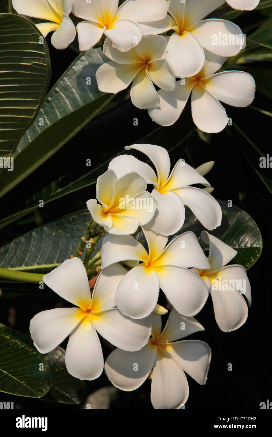 FLOWERS ON A FRANGIPANI TREE (PLUMERIA), ALSO CALLED TEMPLE FLOWERS ...