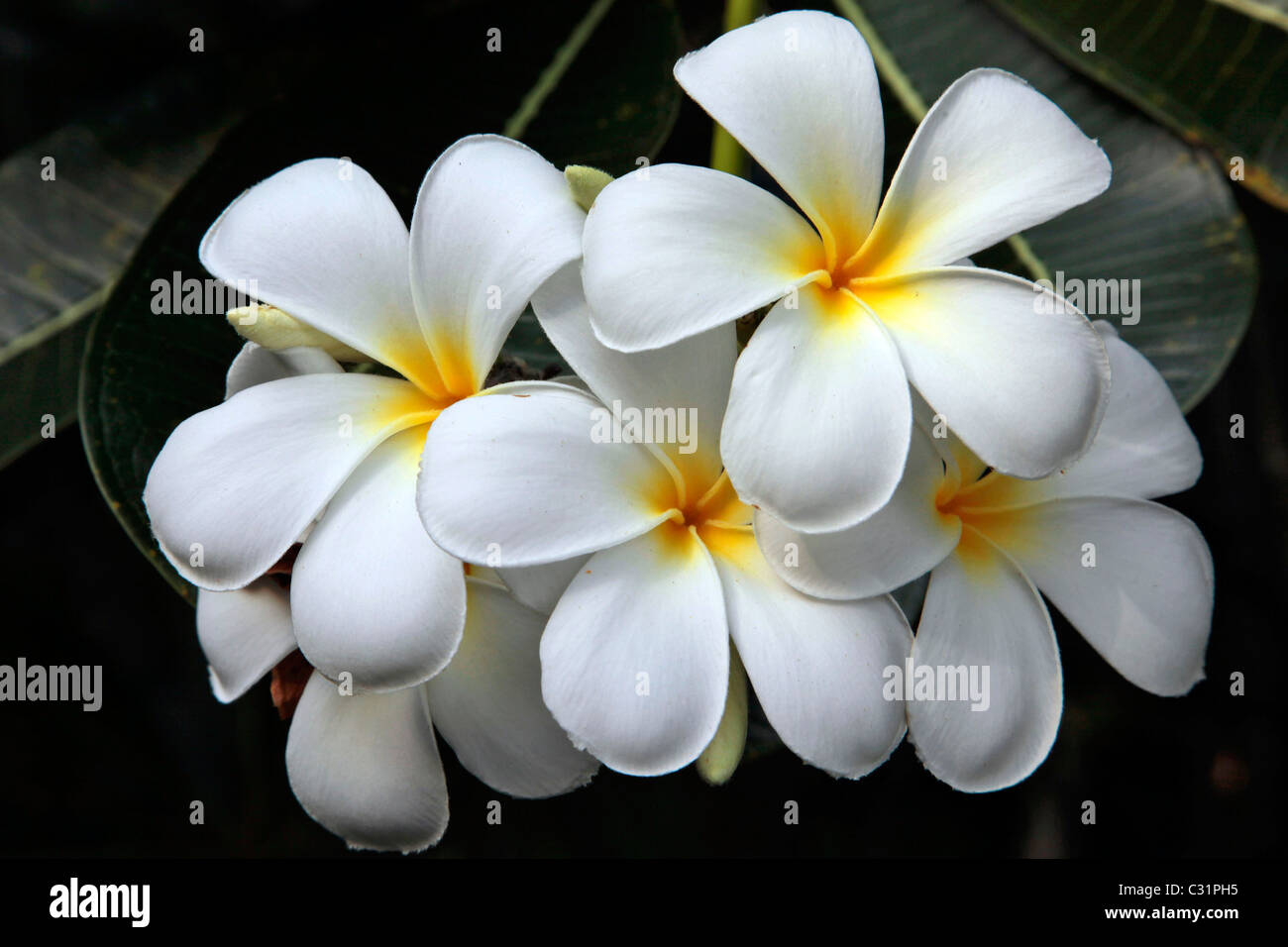 FLOWERS ON A FRANGIPANI TREE (PLUMERIA), ALSO CALLED TEMPLE FLOWERS ...