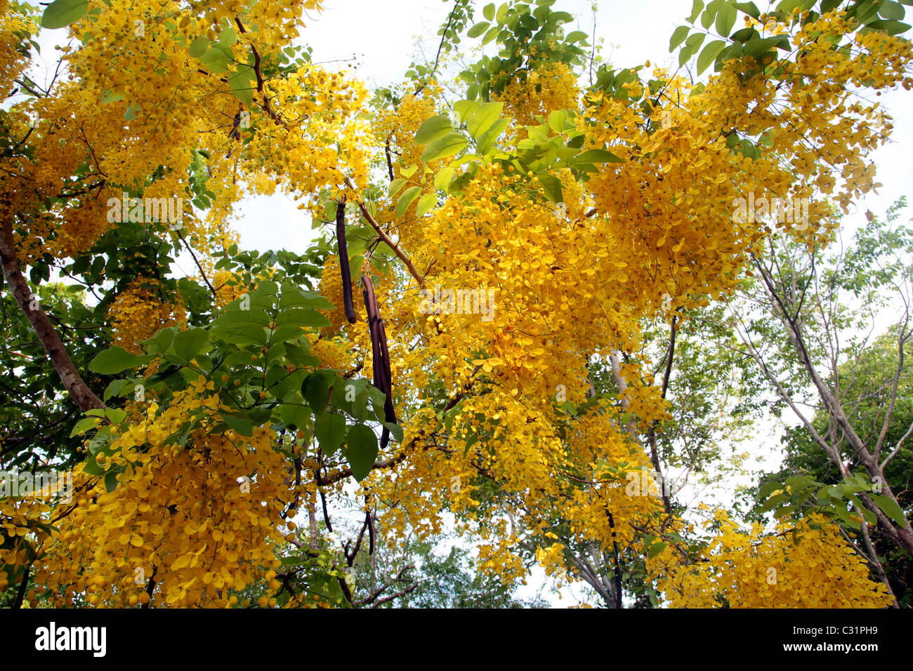 YELLOW FLOWERS OF THE INDIAN LABURNUM (GOLDEN SHOWER TREE) IN THE KING’S COLORS, THAILAND, ASIA ...
