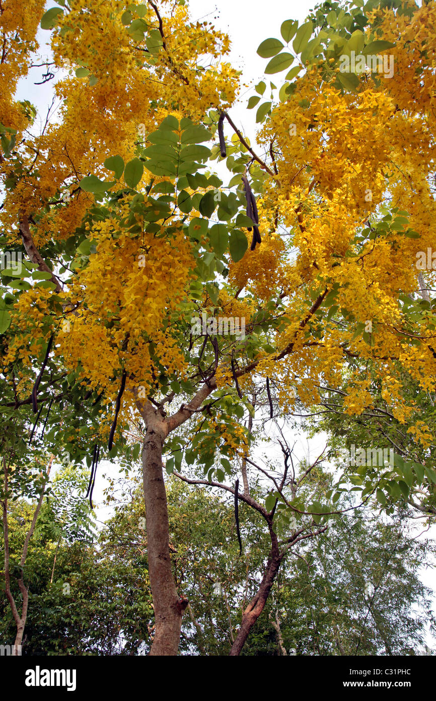 YELLOW FLOWERS OF THE INDIAN LABURNUM (GOLDEN SHOWER TREE) IN THE KING ...