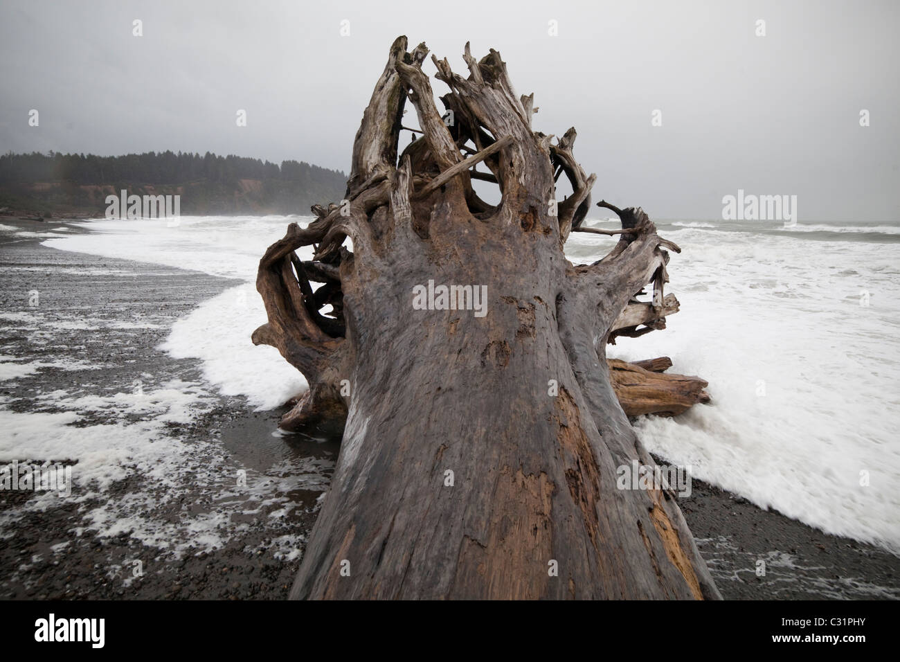 A giant tree, come ashore as driftwood, on First Beach near La Push ...
