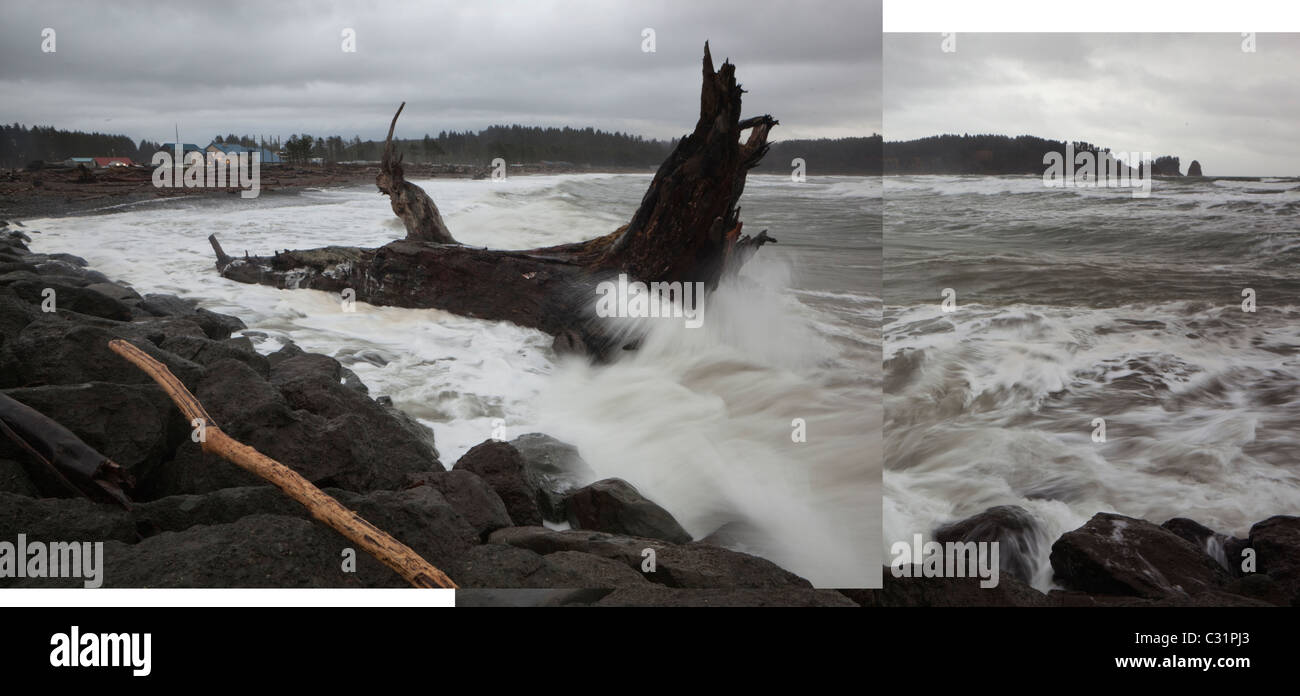 Waves crash against a giant tree, come ashore as driftwood, on First ...