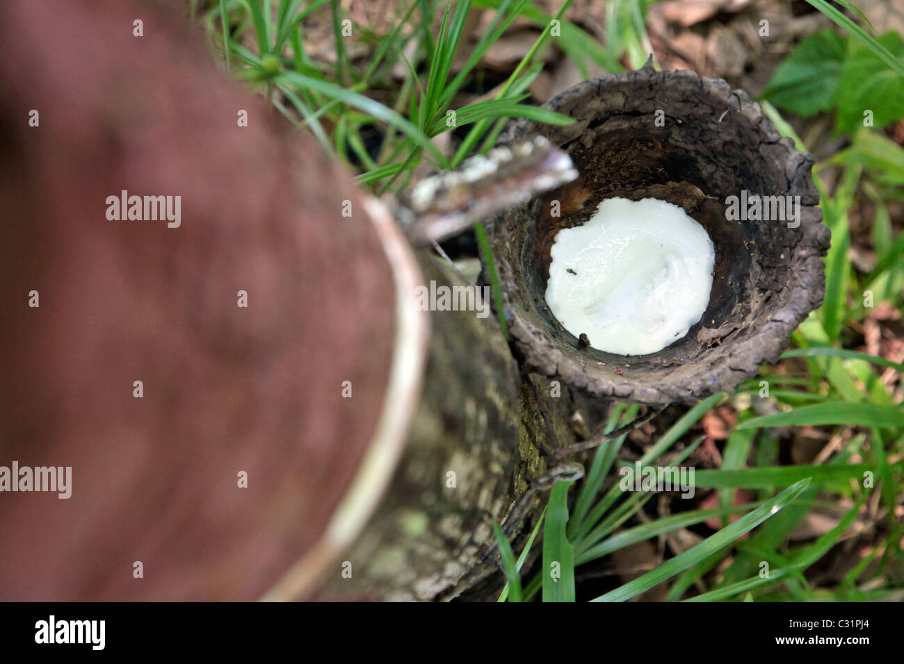 HARVESTING LATEX BY PUTTING A TAP HOLE IN THE BARK OF THE RUBBER TREE ...