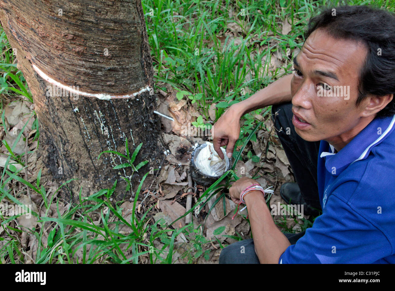 HARVESTING LATEX BY PUTTING A TAP HOLE IN THE BARK OF THE RUBBER TREE ...