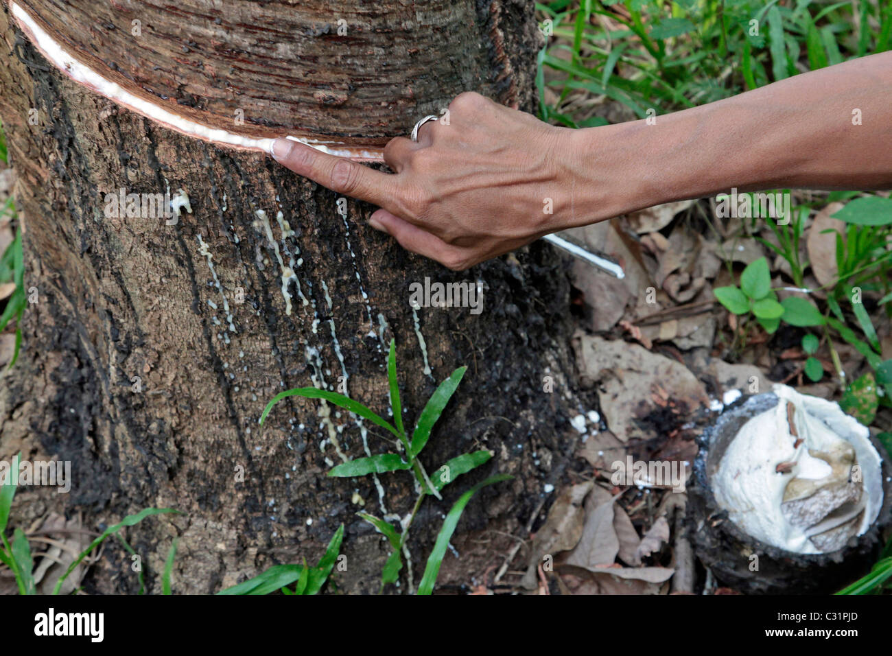 HARVESTING LATEX BY PUTTING A TAP HOLE IN THE BARK OF THE RUBBER TREE ...
