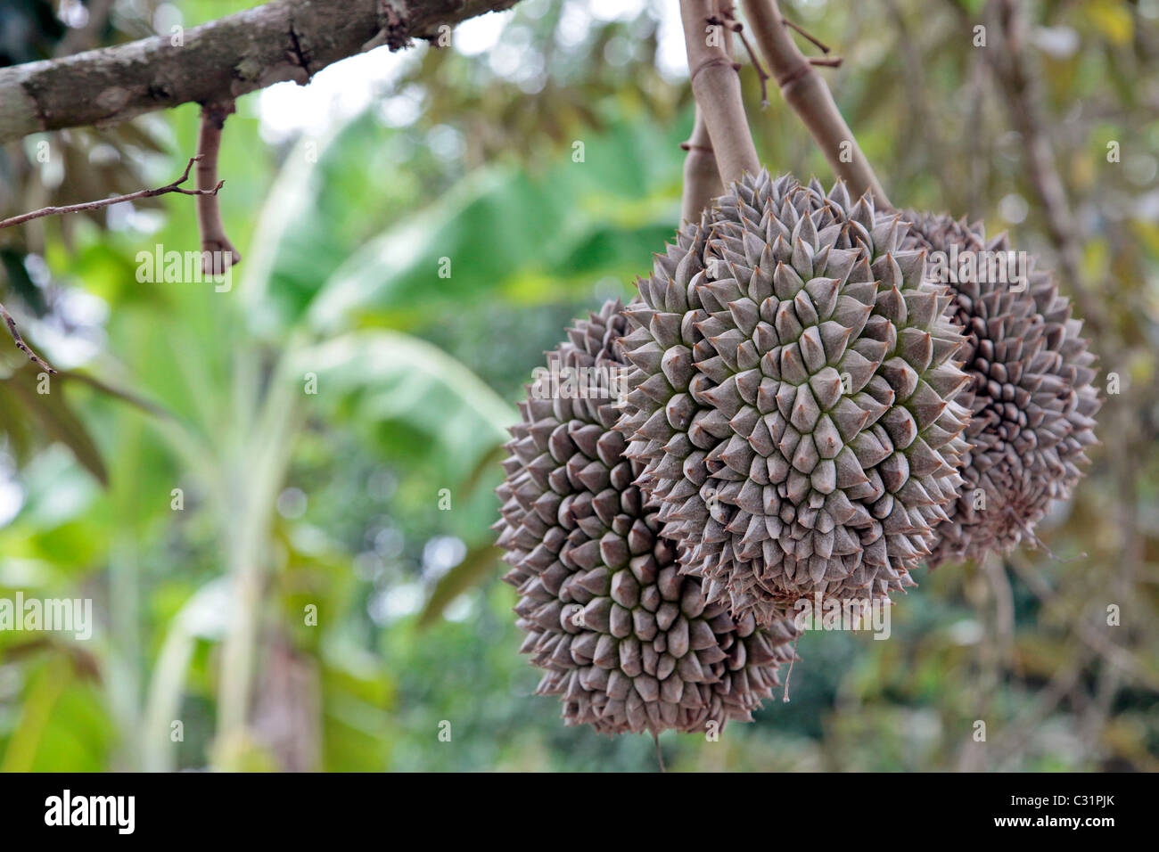 Durio zibethinus tree hi-res stock photography and images - Alamy