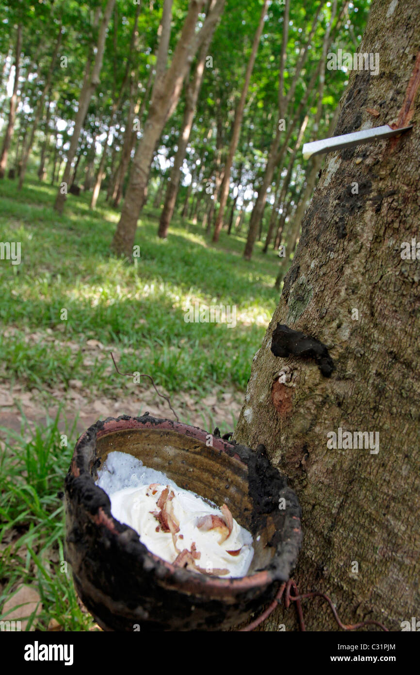 HARVESTING LATEX BY PUTTING A TAP HOLE IN THE BARK OF THE RUBBER TREE ...