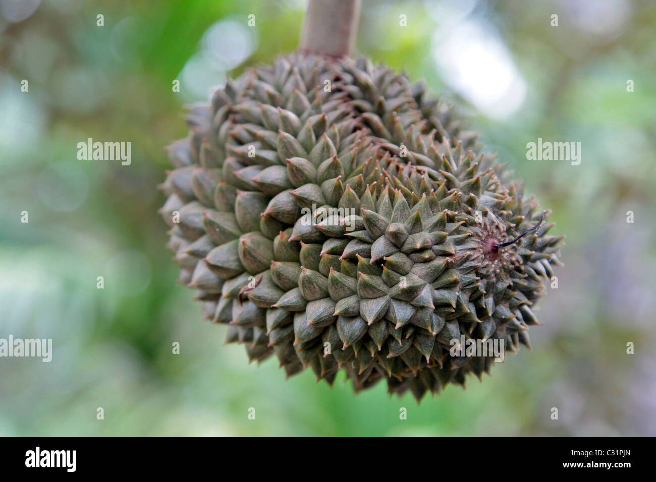 DURIAN, TROPICAL FRUIT FROM THE TREE OF THE SAME NAME (DURIO ZIBETHINUS ...
