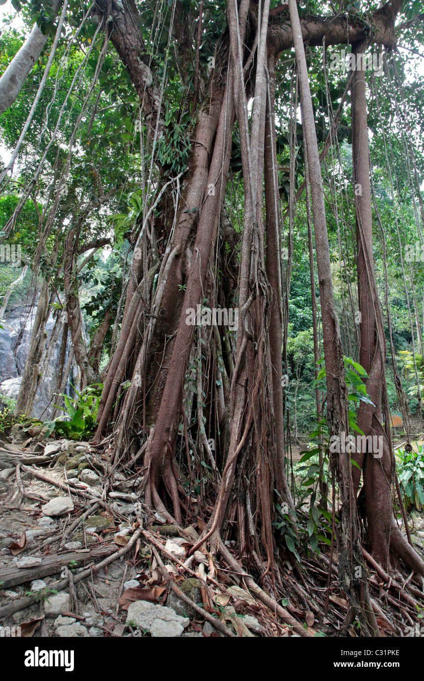 A TREE OF WHICH THE CREEPER WILL DRAW WATER FROM THE SOIL TO NOURISH IT ...