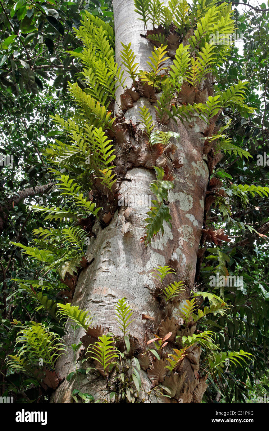 PALM SPROUTS LIVING OFF THE TRUNK OF A NEIGHBORING TREE, THAILAND, ASIA ...