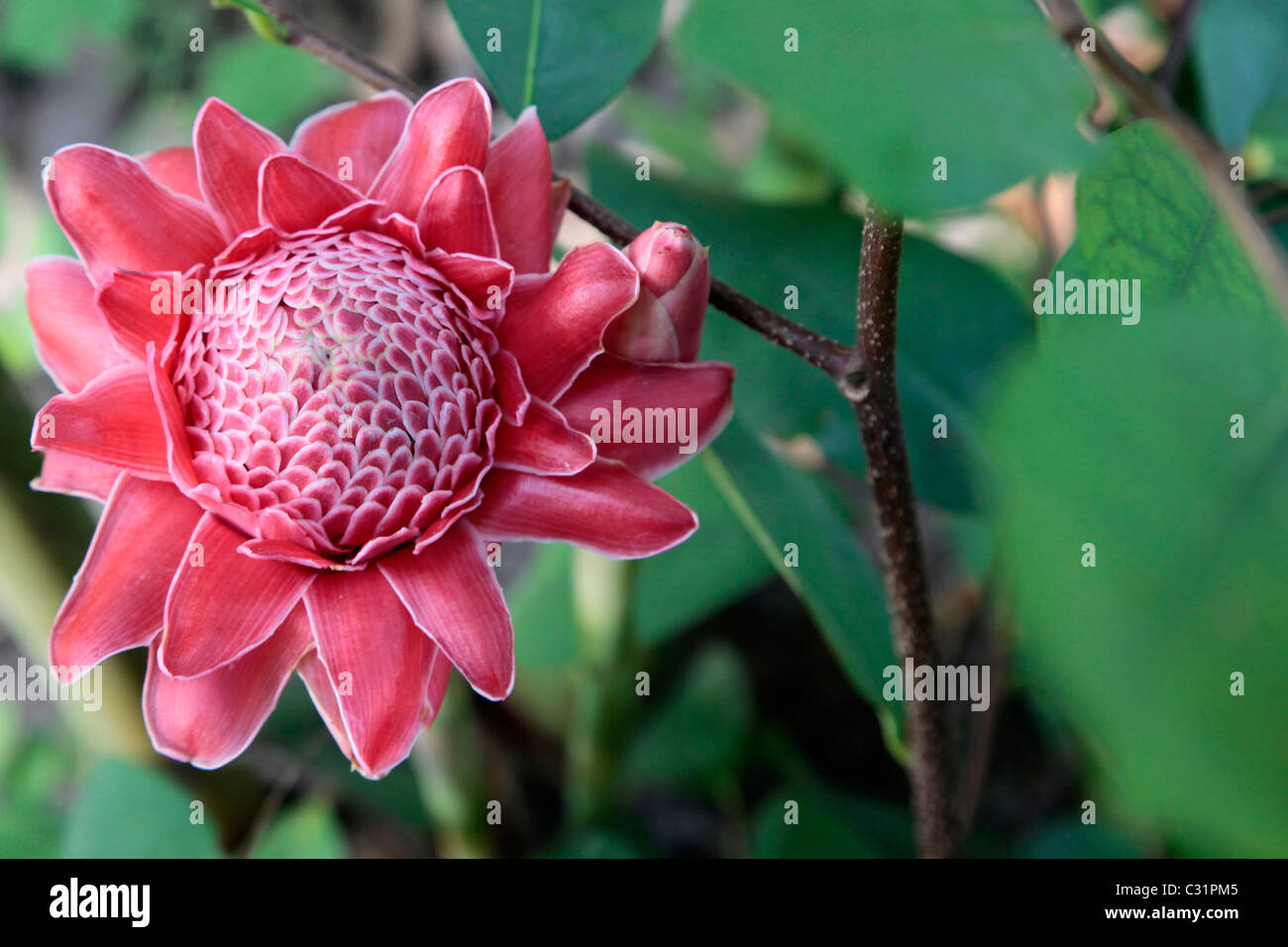SACRED LOTUS FLOWER OR TEMPLE FLOWER, THAILAND ASIA Stock Photo - Alamy