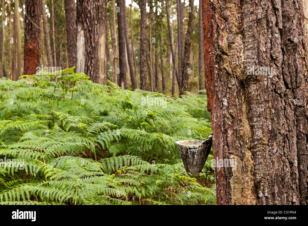 Forest with antique method for resin extraction Stock Photo - Alamy