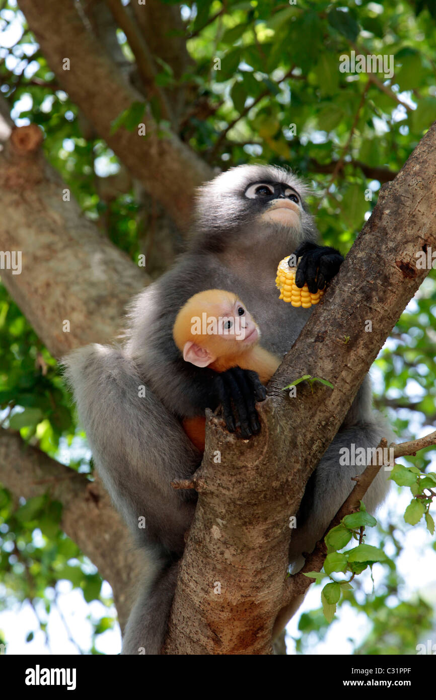Gibbon ape young khao hi-res stock photography and images - Alamy