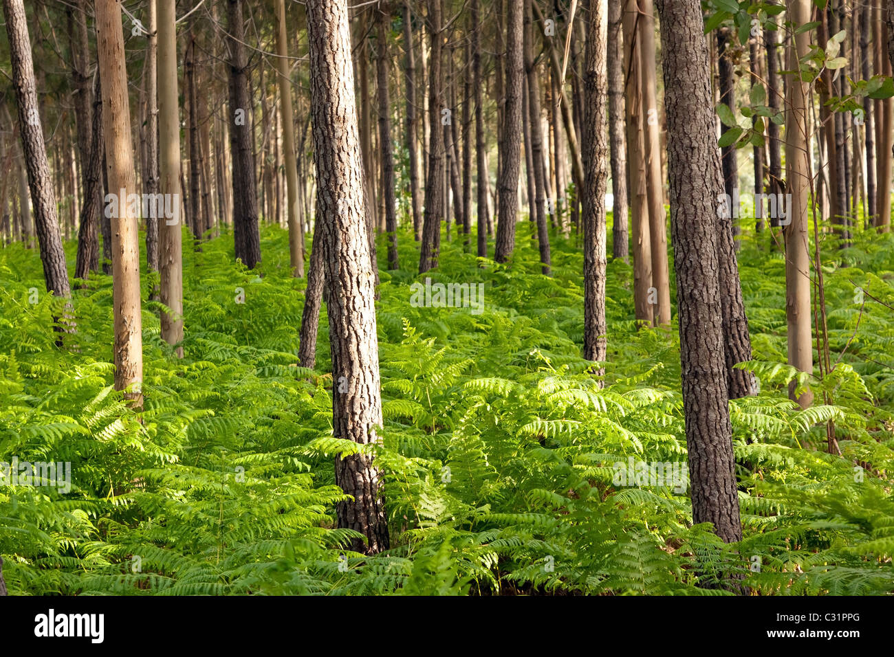 Forest with trees, grass and wild vegetation Stock Photo - Alamy