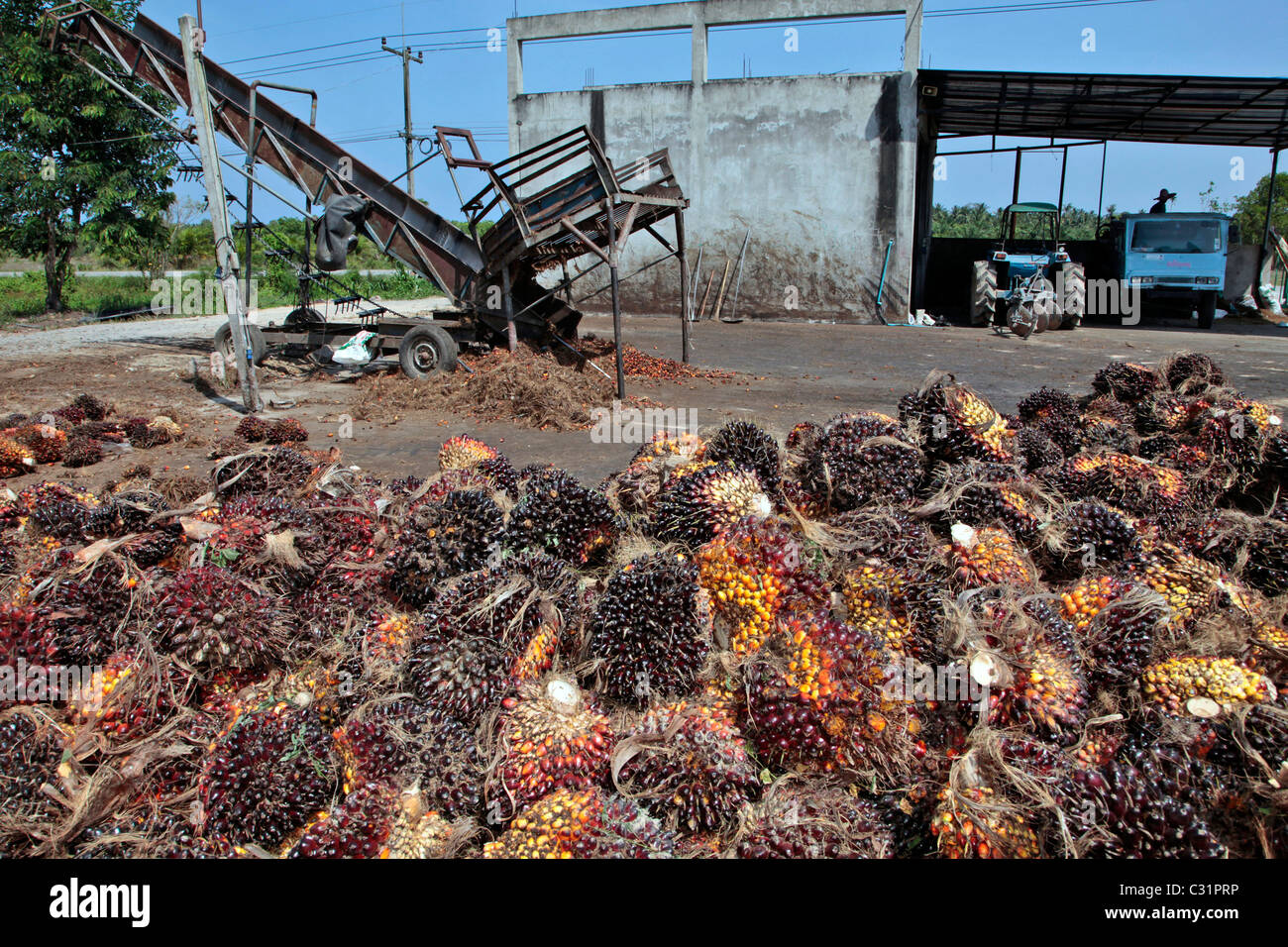 THE DRYING OF PALM FRUIT IN A PALM OIL FACTORY, REGION OF REGION OF BAN ...