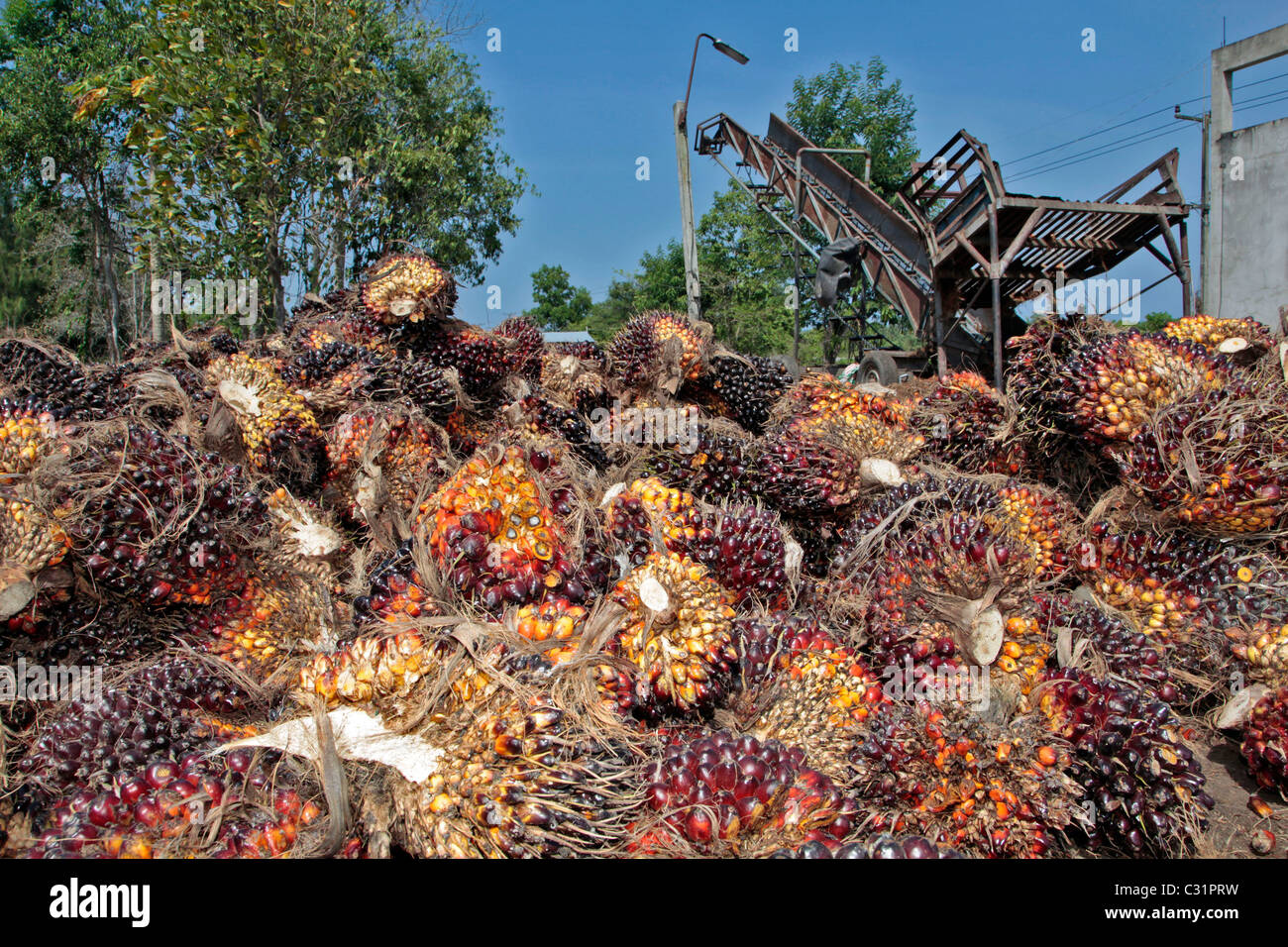 THE DRYING OF PALM FRUIT IN A PALM OIL FACTORY, REGION OF REGION OF BAN ...