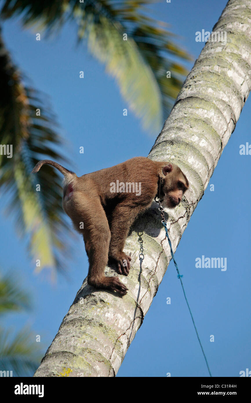 TRAINED MONKEY CLIMBING A COCONUT TREE TO PICK COCONUTS, BANG SAPHAN ...