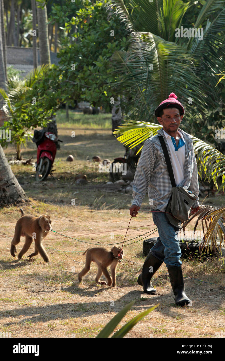 Coconut gathering monkey hi-res stock photography and images - Alamy