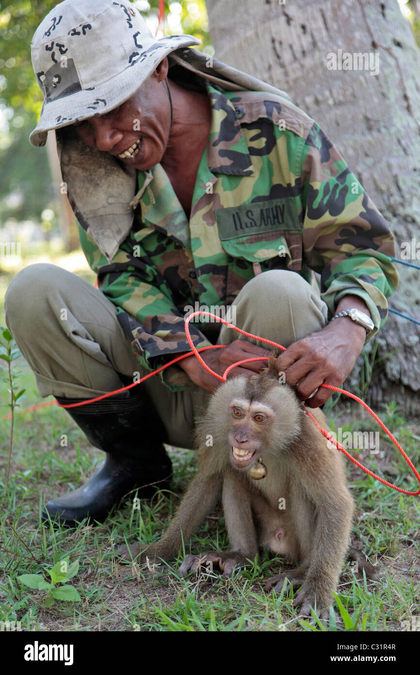 MONKEYS TRAINED TO CLIMB THE COCONUT TREES AND GATHER COCONUTS, BANG ...